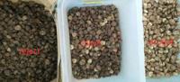 China 2 Chutes Areca Nut Sorting Machine , WIFI remote control nut processing machine for sale