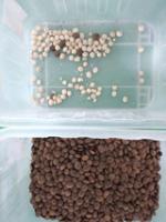 China 3t/h Sacha Inchi Sorting Machine CE Certificated Intelligent dust cleaning for sale