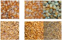 China 1T/H Maize Color Sorter Machine , 128 Channels Maize Grading Machine for sale