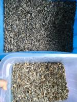 China High Capacity Sunflower Seeds Color Sorter Sorting Separator Machine for sale
