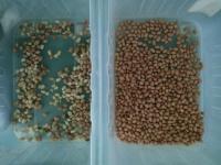 China 10 Chutes Wenyao Color Sorter , CCD Camera Peanut Sorting Machine for sale