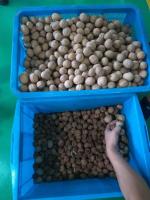 China Automatic Walnut Cashew Sorting Machine  Processing Machine RGB Color Sorter for sale