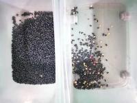 China 128 Channels Multifunction Color Sorter For Pea Wheat Grain Nut Seed Bean for sale