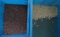 China WENYAO 10 Chutes Beans Color Sorter , 10t/h Colour Sorting Machines for sale