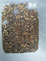 China High Capacity Coriander Seed Color Sorter Long Lifetime LED Light for sale