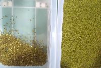 China 10t/h Intelligent CCD Color Sorter Machine For Green Mung Beans for sale