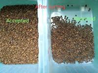 China Electronic Raw / Roasted Coffee Bean Sorter 10 Chutes 640 Channels for sale
