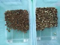 China Multi Functional Nuts Color Sorter , 6 Chute Hazelnut Sorter 99.99 Accuracy for sale