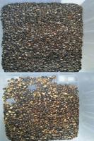 China 5400 Pixel RGB Watermelon Seed Colour Sorter 2 Years warranty for sale