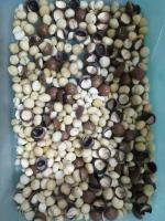 China 6 Chute Nuts Color Sorter LED Light  Self design high frequency ejectors for sale