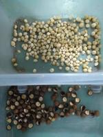 China 6 Chute Nuts Color Sorter LED Light  Self design high frequency ejectors for sale