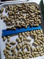 China Metal Ejector Groundnut Machine , CCD Camera Peanut Color Sorter for sale
