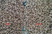 China Conveyor Belt Good Price Color Sorter Machine For Pistachio Sorting Grading Equipment for sale