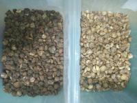 China Professional Ccd Camera Nuts Color Sorter Sorting Machine For Pecan Arecanut Seperate for sale