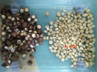 China 2.5kw Macadamia Nuts Color Sorter 2 Years Warranty with high speed chip for sale