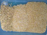 China 5400 Pixels Multifunction Color Sorter For Red Green Black Lentil Mung Dal for sale