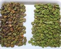 China CE Broad Bean Color Sorter Machine WIFI Remote Control With High Speed Camera for sale