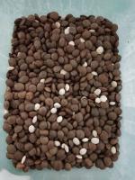 China 7T/h 7 Chute Sacha Inchi Color Sorter Advanced Image Processing System for sale