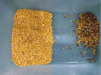 China Yellow Lentils Beans Color Sorter Taiwan Meanwell Power Source for sale