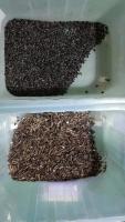 China WENYAO Sunflower Seed Color Sorter , 7T/h Seed Processing Plant Machinery for sale