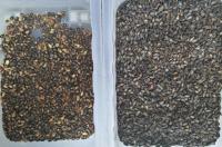 China Wenyao Sunflower Seed Colour Sorting Machine 32 Channels for sale
