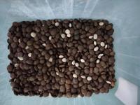 China 4T/H Sacha Inchi Bean Sorting Machine with high sorting accuracy for sale