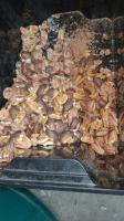 China 7T/H Nuts Color Sorter , 7 Chutes 448 Channels Pecan Sorting Equipment for sale