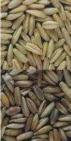 China Wenyao Ccd Wheat Sorting Machine WIFI Remote Control System for sale