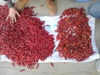 China 64 Channels Red Pepper Sorting Machine America FPGA Processing Chip for sale