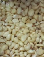 China WENYAO Peeled Garlic Vegetable Sorting Machine Automatic computing for sale