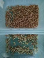 China 5400 Megapixel Multifunction Color Sorter , Peanut Kernel Sorting Machine for sale