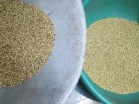 China CCD Coriander Color Sorter 7 Chutes 448 Channels Sorting Impurity Particles 5-7 T/H for sale