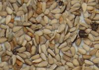China CCD Camera Sunflower Kernel 2t/H Color Sorter Machine 256 Channels for sale