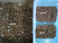 China 256 Channels Nuts Color Sorter 4 Chutes 99% Sorting Accuracy for sale