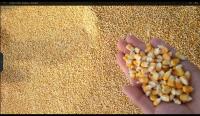 China Easy Operation full automatic Grains Color Sorter with artificial intelligence for sale