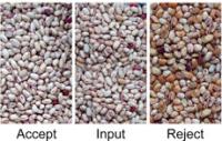 China Black White Kidney Beans Color Sorter 12 Chutes with co focusing system for sale