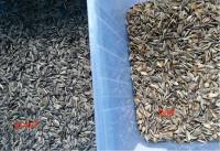 China 2 Chutes 3Tons/H Capacity Sunflower Seeds Color Sorter for Rice Wheat for sale