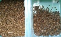 China 128 Channels Green Coffee Beans Color Sorter for Cherry Separating for sale