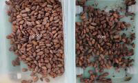 China Belt Type 1.5Kw Cocoa Beans Sorting Machine With High Pixel CCD Camera for sale