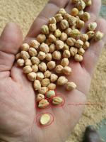 China Optical 192 Channels Bean Color Sorter With CCD Sensor for sale