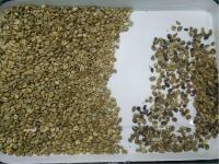 China CCD Sensor 192 Channels Coffee Beans Color Sorter Separator Cacao for sale