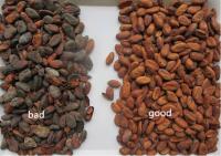 China CCD Sensor 192 Channels Coffee Beans Color Sorter Separator Cacao for sale