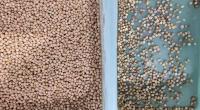 China 800kg/H Beans Color Sorter With 5400 Pixel High Resolution CCD Camera for sale
