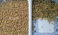 China Toshiba HD Imaging Color Sorter Machine For Soybeans 3000kg/H for sale