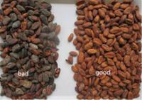 China 1 Ton/H Cocoa Beans Belt Color Sorte Throughput RGB CCD for sale