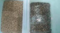 China High Definition 4 Chutes Pepper Sorting Machine For Seed Spice for sale