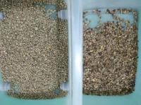 China Green Roasted Coffee Bean Sorting Machine Mini 32 Channels for sale