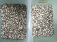 China Mini 1 Chute Sunflower Seed Color Sorter With Platform for sale