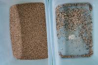 China Optical Grain Color Sorter For Wheat Grader Separator 512 Channels for sale