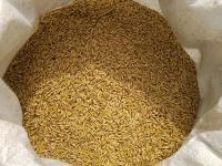 China Grain Oat Color Sorting Machine For Barley Wheat for sale